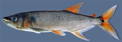 Red Tailed Freshwater Barracuda Biodiversity Database Suriname