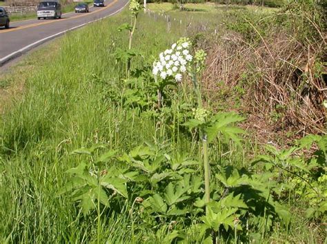 Cow Parsnip Heracleum Lanatum Page Cow Parsnip Oregon State University Bush Drawing