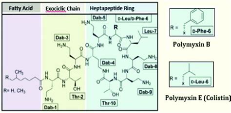 Cyclic Lipopeptide Structure Of Polymyxin B 1 Colistin Polymyxin E