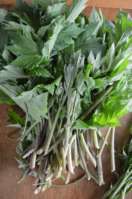 Cow Parsnip Shoots Web Gatherer To Gardener