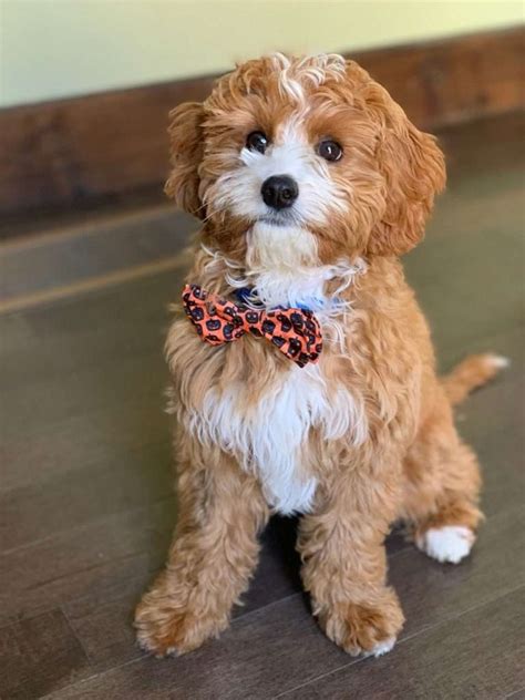 Cavalier Standard Poodle Mix At Elmer Pritchard Blog