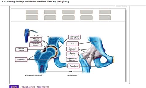 Art Labeling Activity Anatomical Structure Of The Hip Joint 1 Of 2 Yarnmp3