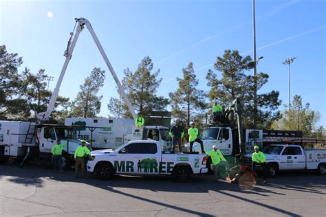 the science behind tree pruning how proper techniques boost tree
