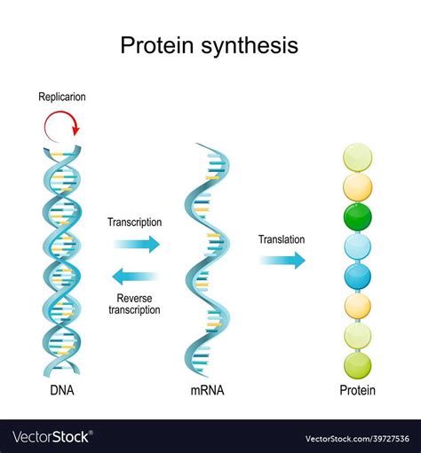 The Mystery Of Lab Protein Synthesis Transcription And Translation