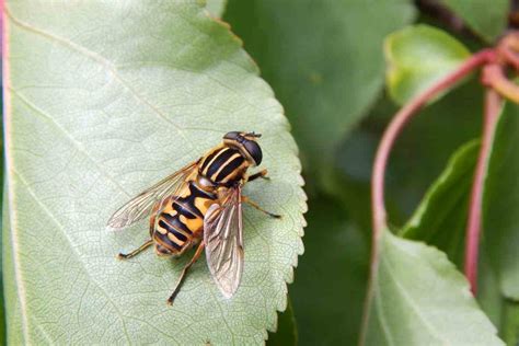 Gardeners Guide To Hoverflies Gardenia Organic