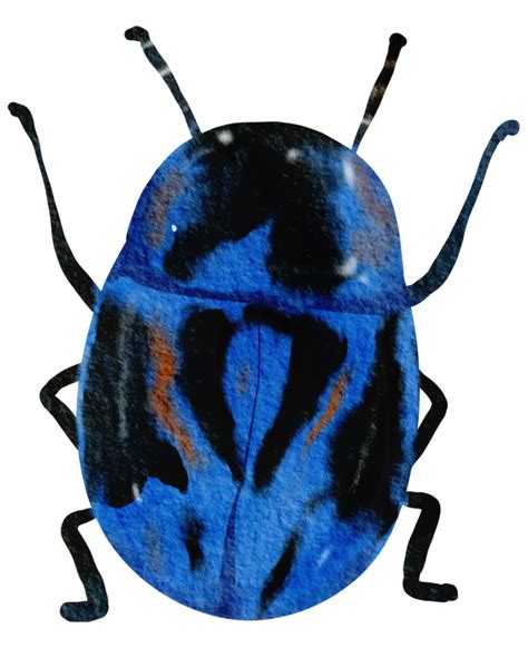 Bug Watercolor Insect Hand Painted 13179606 Png