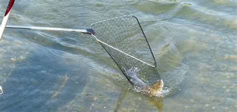 How To Fish With A Net 10 Easy Steps 2025