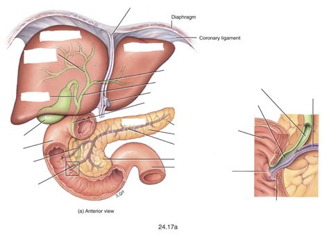 Liver Pt 1 Diagram Quizlet