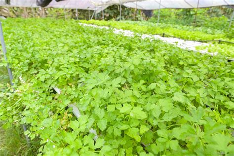 Celery Leaf Vegetable Hydroponic Farms Garden Organic Vegetable