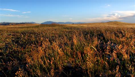 무료 이미지 경치 나무 숲 수평선 황야 식물 해돋이 일몰 목초지 대초원 햇빛 아침 잎 언덕 가을 농업 시즌 산등성이 평원 야생화