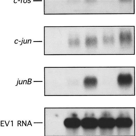 Effects Of Two Mapk Inhibitors On The Expression Of C Fos C Jun And Download Scientific