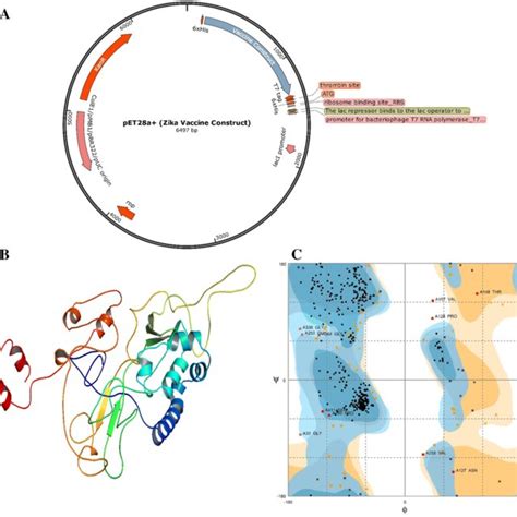 validation and modelling of the vaccine construct a vector