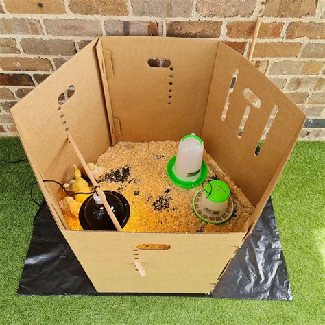 Chicken Brooder Starter Kit — Hatching Chicks