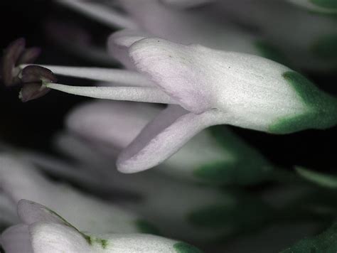 Veronica Macrocarpa The University Of Auckland