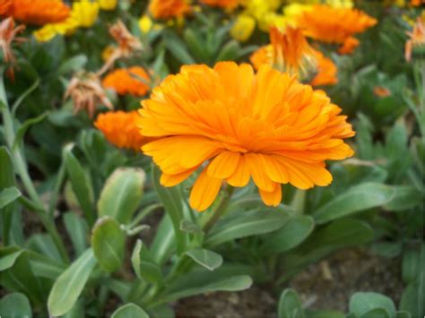 식물 금잔화 식물 생물종 Bric