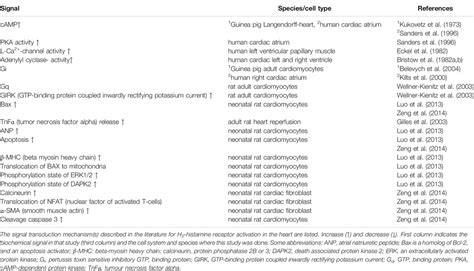 Scheme Of A Cardiomyocyte Histamine Can Bind To The H2 Histamine Lucox Cl
