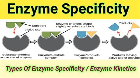 Enzyme Substrate Specificity Diagram