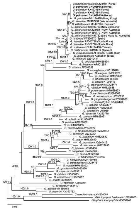 maximum likelihood ml phylogeny based on plastid rbcl sequences of