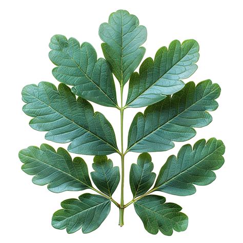 Detailed Closeup Of A Vibrant Green Compound Leaf With Multiple