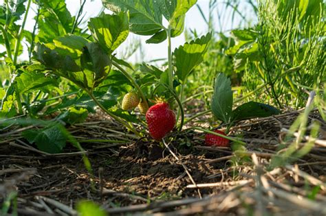 밝은 붉은색으로 잘 익은 딸기는 비옥한 땅에서 녹색 잎과 다른 작고 덜 익은 열매로 둘러싸인 식물에서 볼 수 있습니다 0명에 대한 스톡 사진 및 기타 이미지 Istock