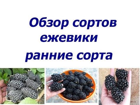 Ежевика. Ранние сорта. Выбор сорта для семейного сада. - YouTube