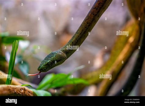 Close Up Of Green Tree Python Morelia Viridis With Forked Tongue In A Lush Tropical Habitat