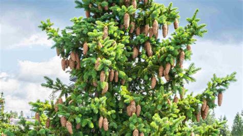 Spruce Tree Complete Guide Growing Caring Types And Uses