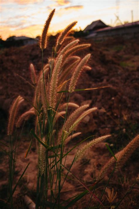 Fountain Grass Field