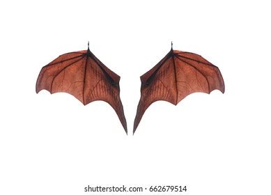 Real Bat Wings Close Up