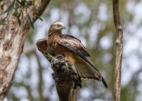 Square Tailed Kite Birds Of Australia Wingmate