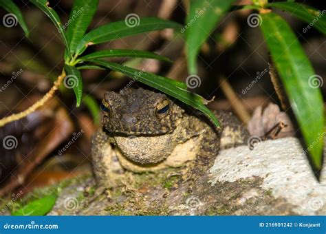 Phrynoidis Aspera River Toad Rough Toad Giant Asian Toad Kodok