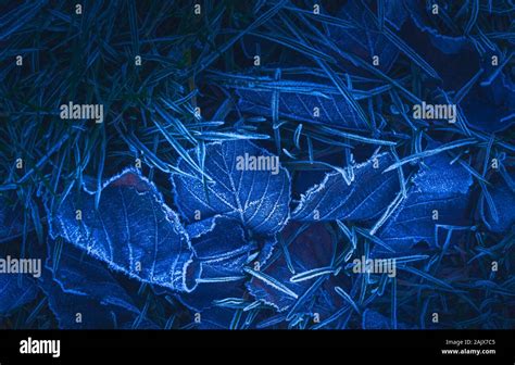 Frozen Leafs Background With Ice Crystals Deep Blue Color Background