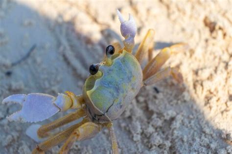 Close Up Shot Of The Small Crab On The Sand Wildlife Premium Photo