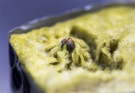 Rockwool Growing Medium How To Plant In Rockwool Cubes