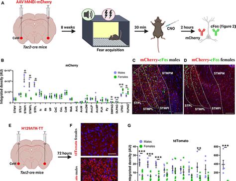 Ordo Fraterna Fibonacci On Linkedin Sex Differences In Neural