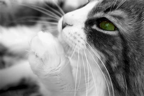 تصوير فوتوغرافي مستقل