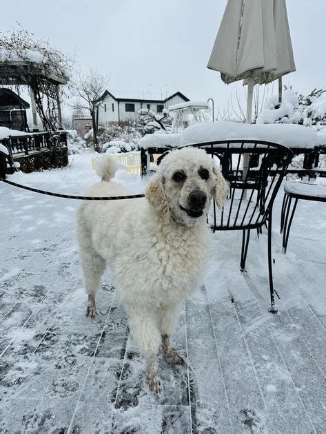스탠다드푸들푸딩이 강아지책임분양 강아지분양 고양이분양 컴투펫 시츄 셔틀랜드쉽독 말티푸 미니핀 치와와 요크셔테리어 포메라니안 말티즈 분양