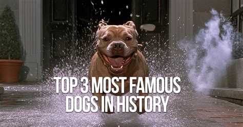 Top 3 Most Famous Dogs In History Ica Agency Alliance Inc