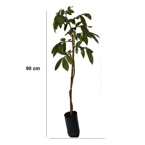 Muda De Ingá Banana