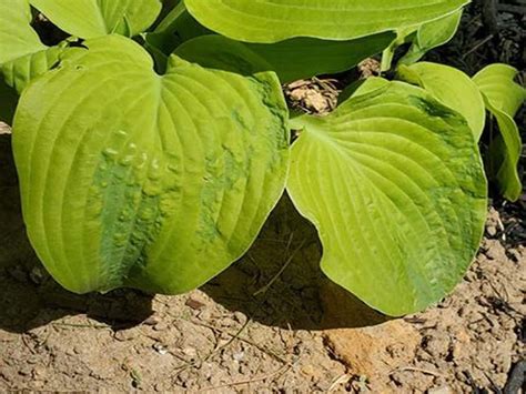 9 Most Common Hosta Diseases With Pictures World Of Garden Plants