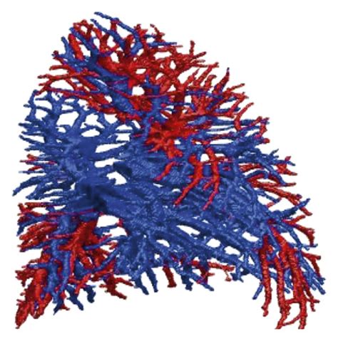 Schematic Diagram Of Pulmonary Arteriovenous Vascular Tree A Dataset