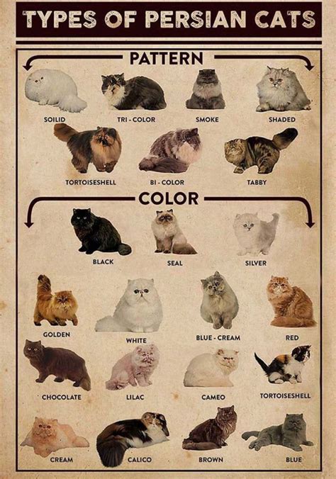 Types Of Persians Cat Breeds Persian Cats Cats And Kittens Ideas