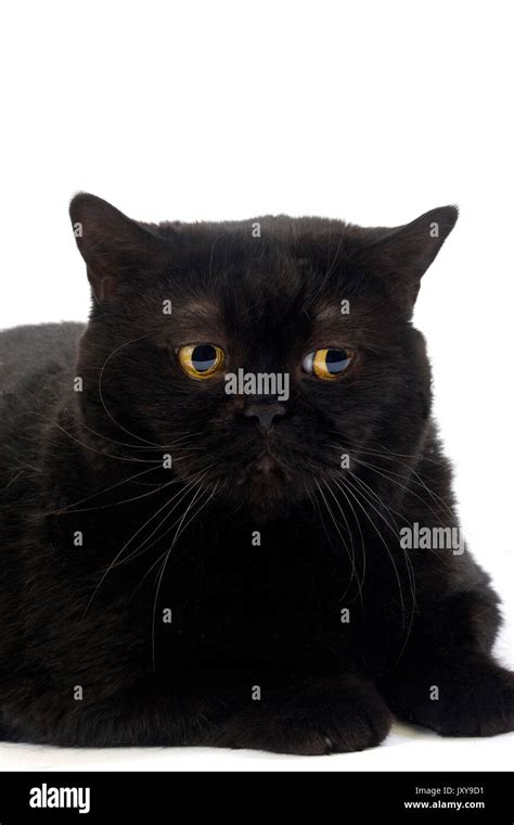 Black British Shorthair Cat Female Against White Background Stock