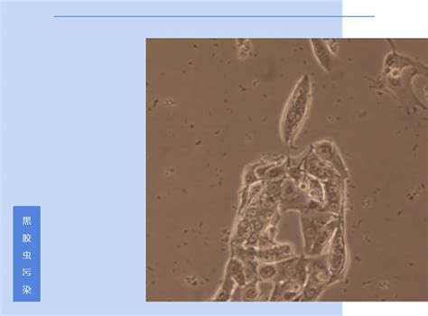 细胞污染的常见类型 苏州捷美电子有限公司