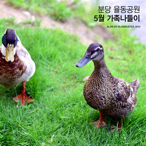 분당 율동공원 가족나들이 분당데이트코스 네이버 블로그