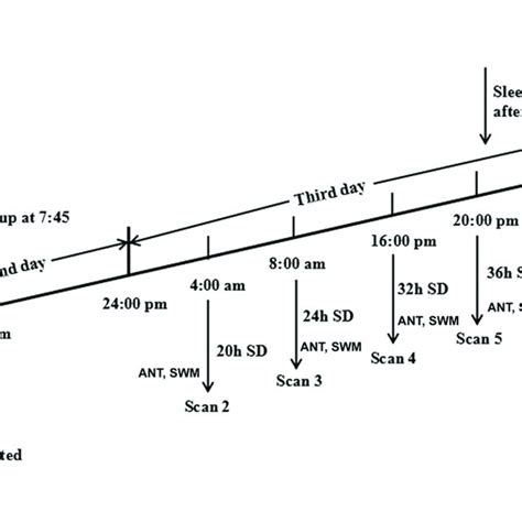 Schematic Diagram Of Sleep Deprivation Sd Procedure Download