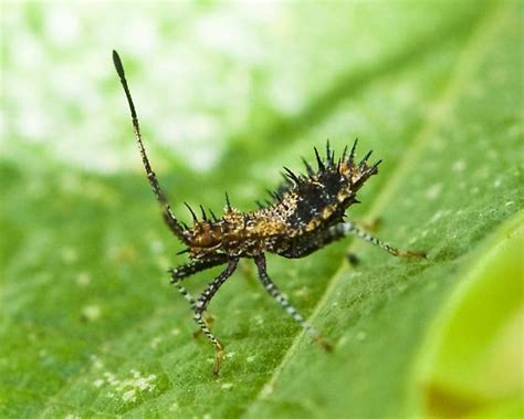 Nymph Euthochtha Galeator Bugguide Net