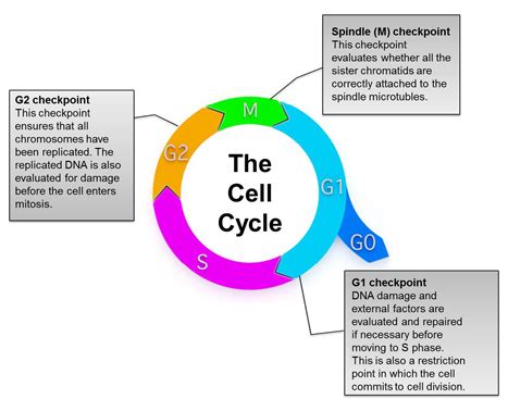 Cell Cycle Checkpoints Cyclin
