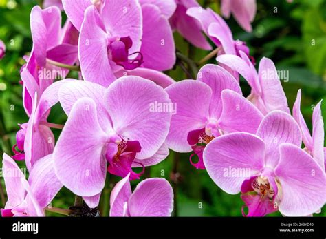 Flowering Stems Of The Phalaenopsis Also Known As Moth Orchids Is A