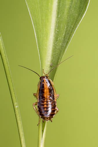 Kecoa Jerman Foto Stok Unduh Gambar Sekarang Kecoak Jerman Alam